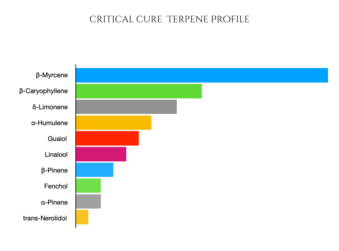 Critical Cure Flower by Team Elite Genetics