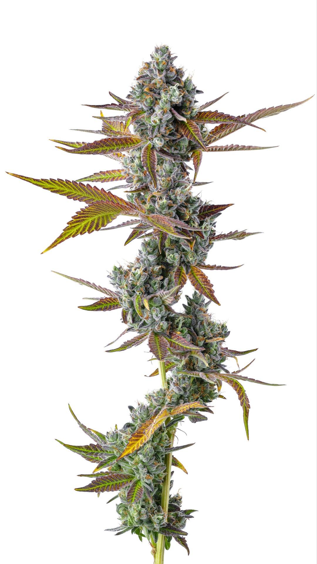 Dump Truck – Team Elite Genetics